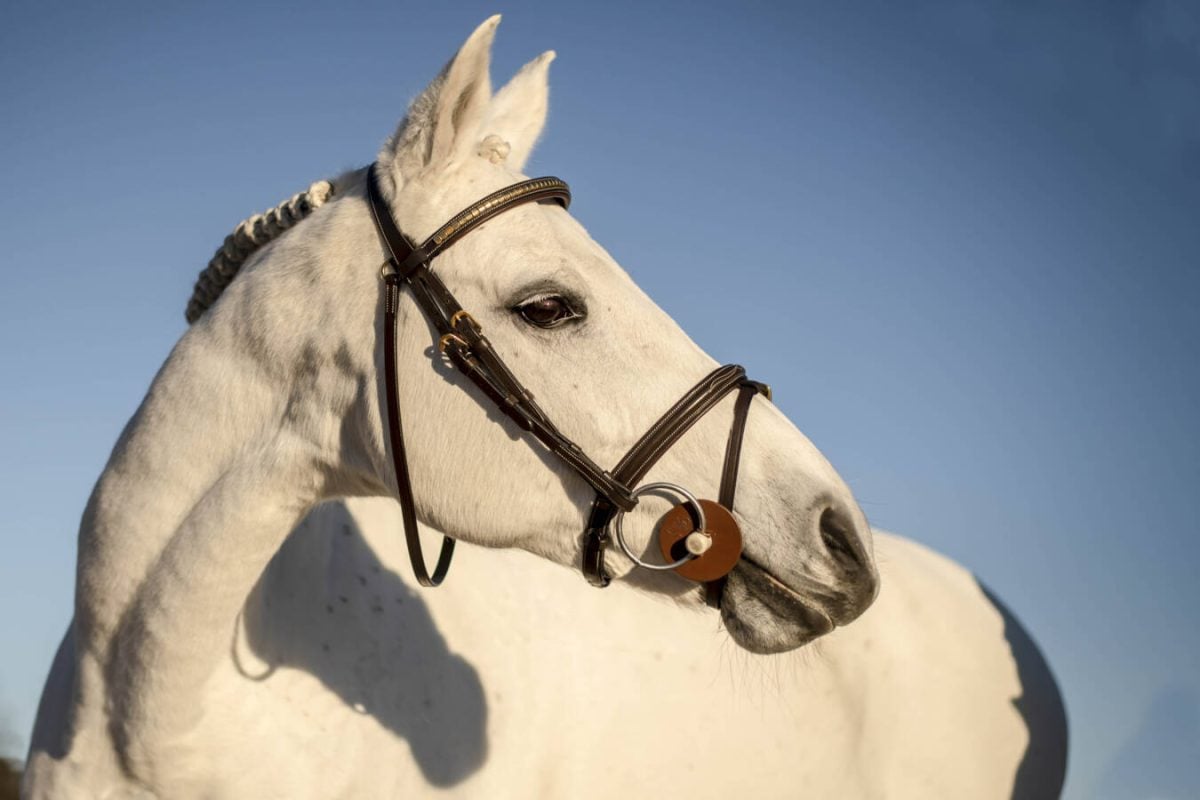 Träns Dyón Working Klinker mässing - Stigsbergs Gård